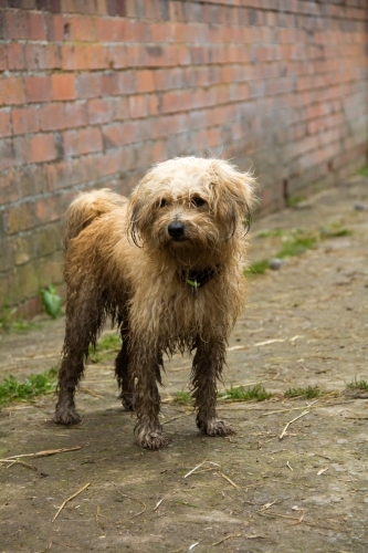 Stray Dogs | Epthinktank | European Parliament